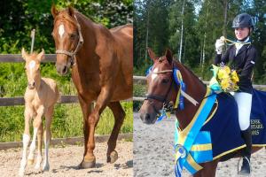 Sundby ridskola producerar egna ridskoleponnyer – och SM-medaljörer