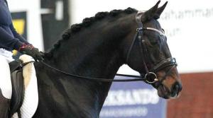 Hingsten Highcruiser är död