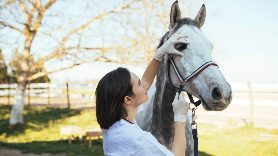 Planering ger sunda hästar – året runt