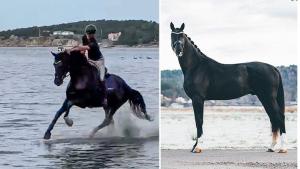 Hingstnytt: Carl Hedin förbereder Skyline to B för SWB Equestrian Weeks