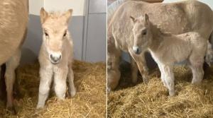 Årets första föl är fött – en liten fjording kom till världen